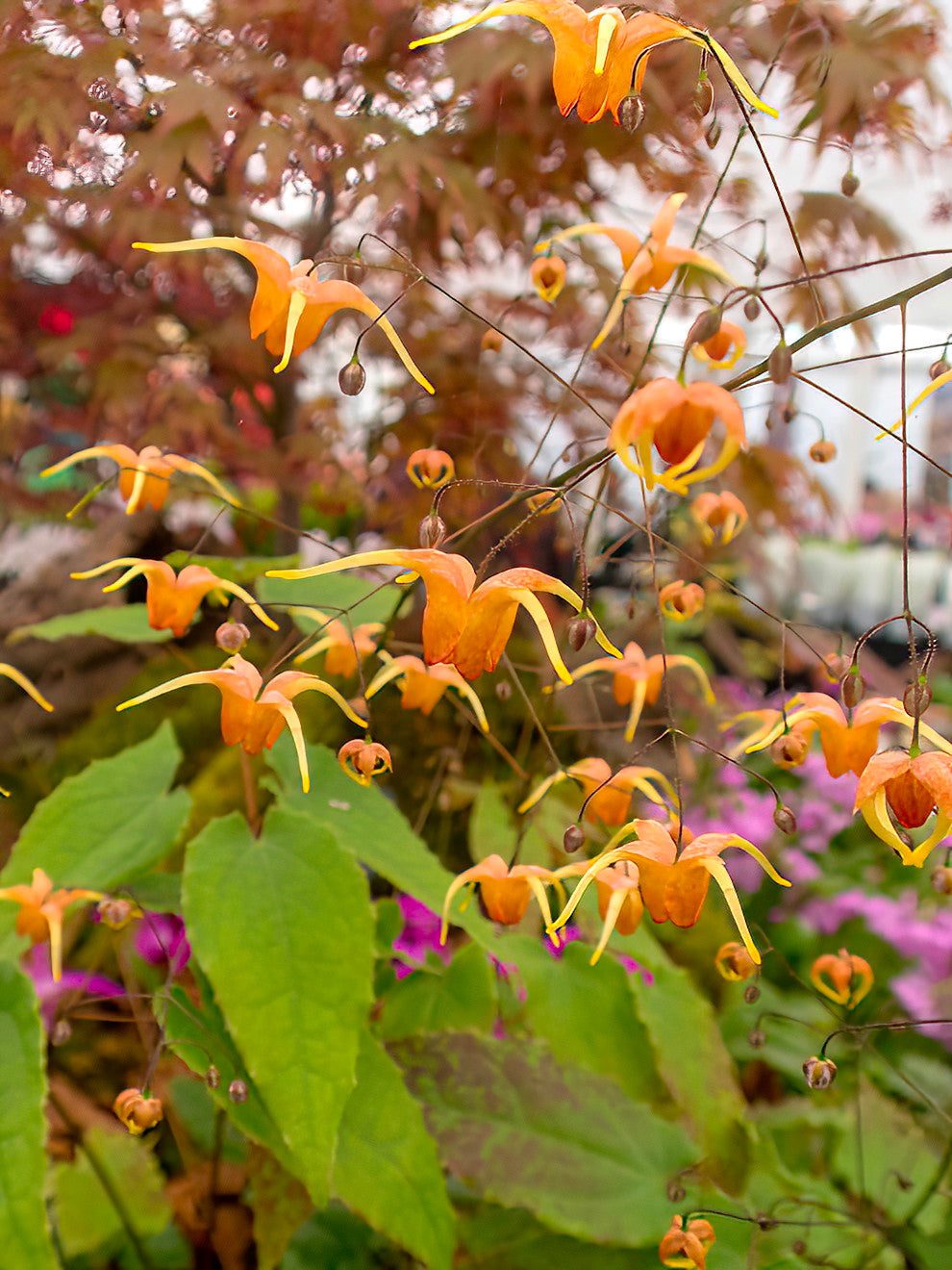 Epimedium 'Amber Queen' (Sockblomma) | DutchGrown™