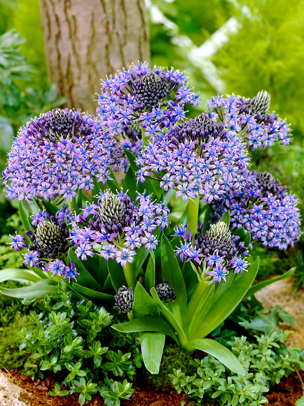 Scilla peruviana | Blomsterlökar från DutchGrown™