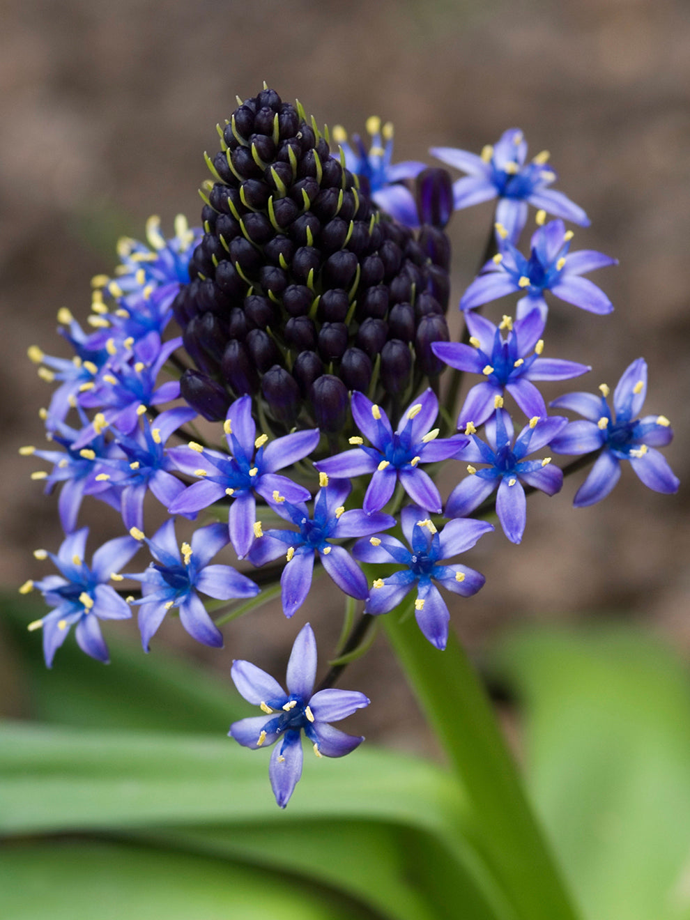 Scilla peruviana | Blomsterlökar från DutchGrown™